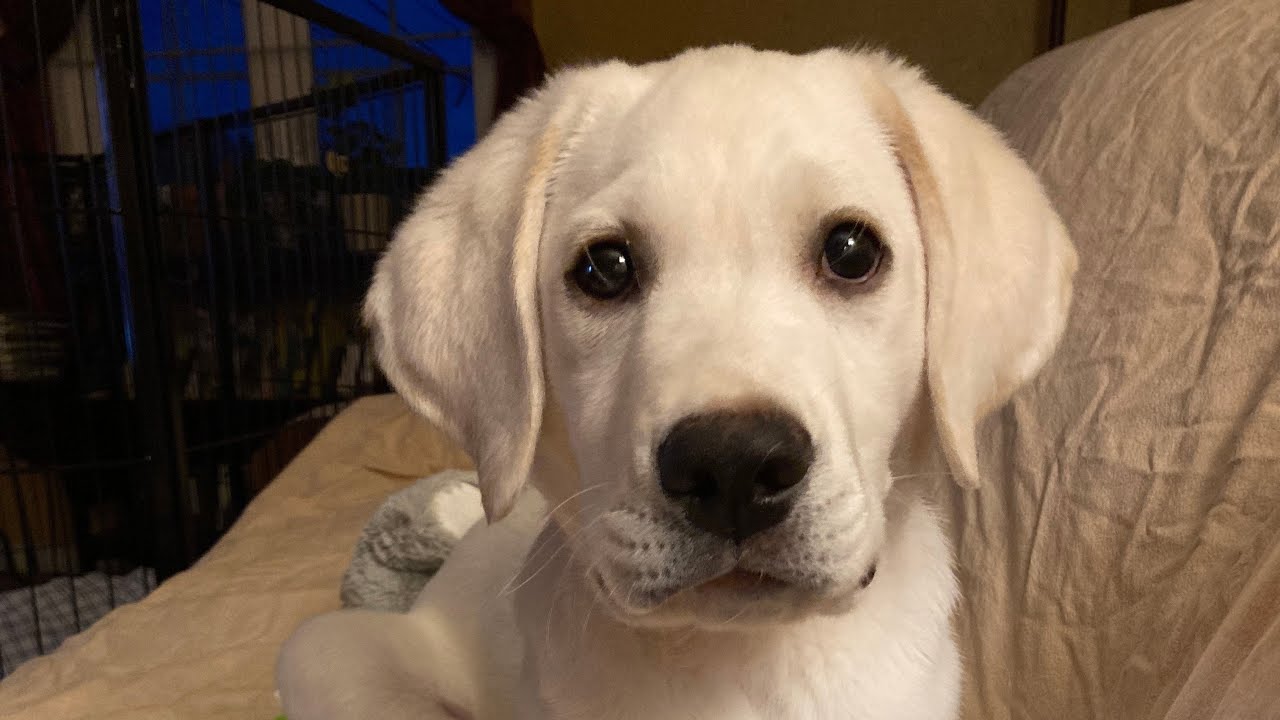 Flashback Friday: CLOVE, the Adorable Labrador Puppy Goes to his ...