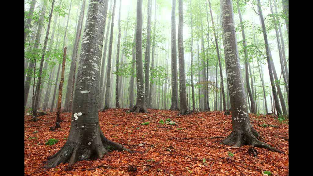 Lucio Tolar presents woods video shows forests location Italy Rome ...