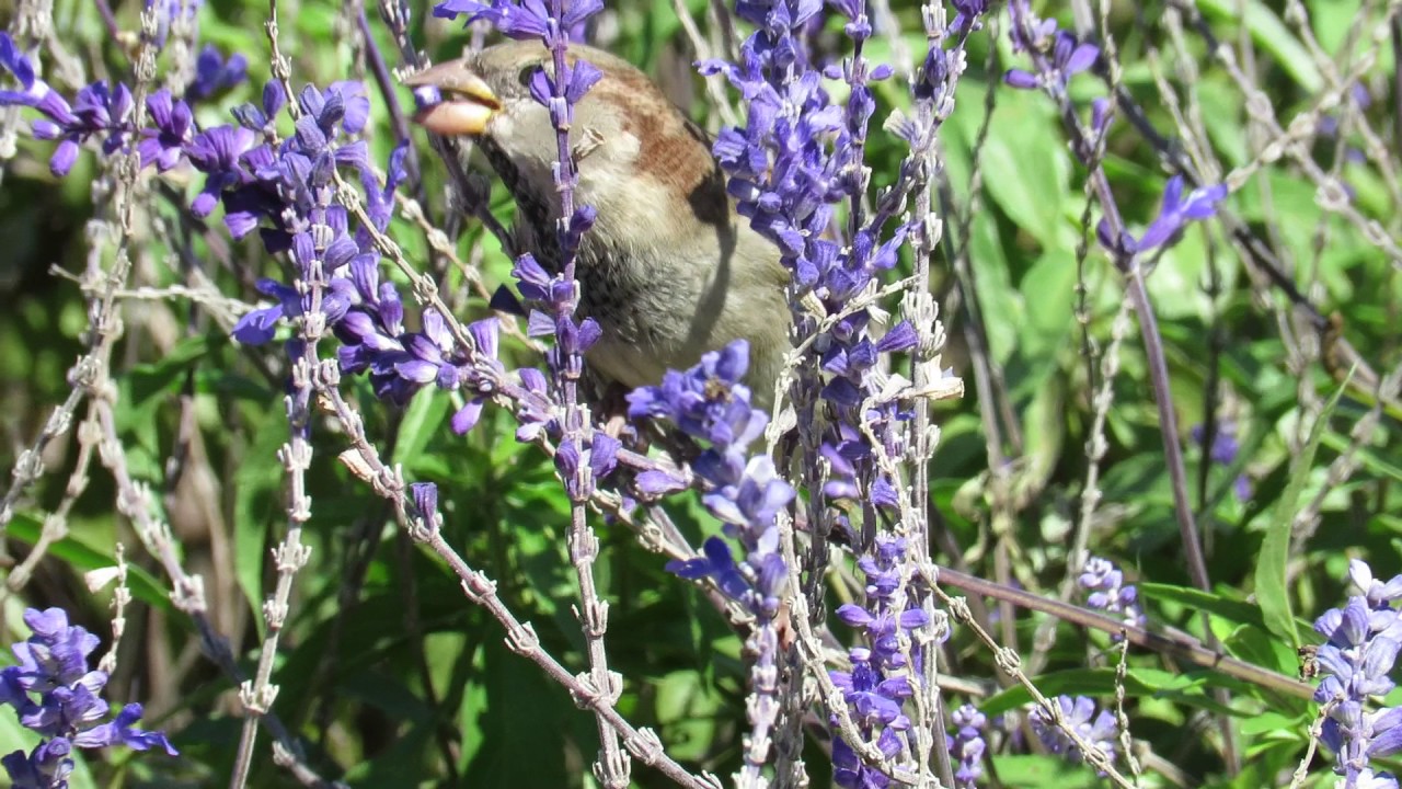 Gorrión Común - Passer domesticus - Pardal - House Sparrow - YouTube