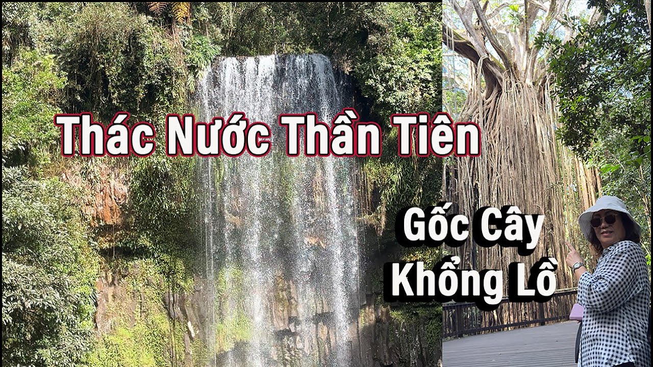 Legendary Fig Tree(Cây Si)& Stunning Millaa Millaa Falls#Australia Road ...