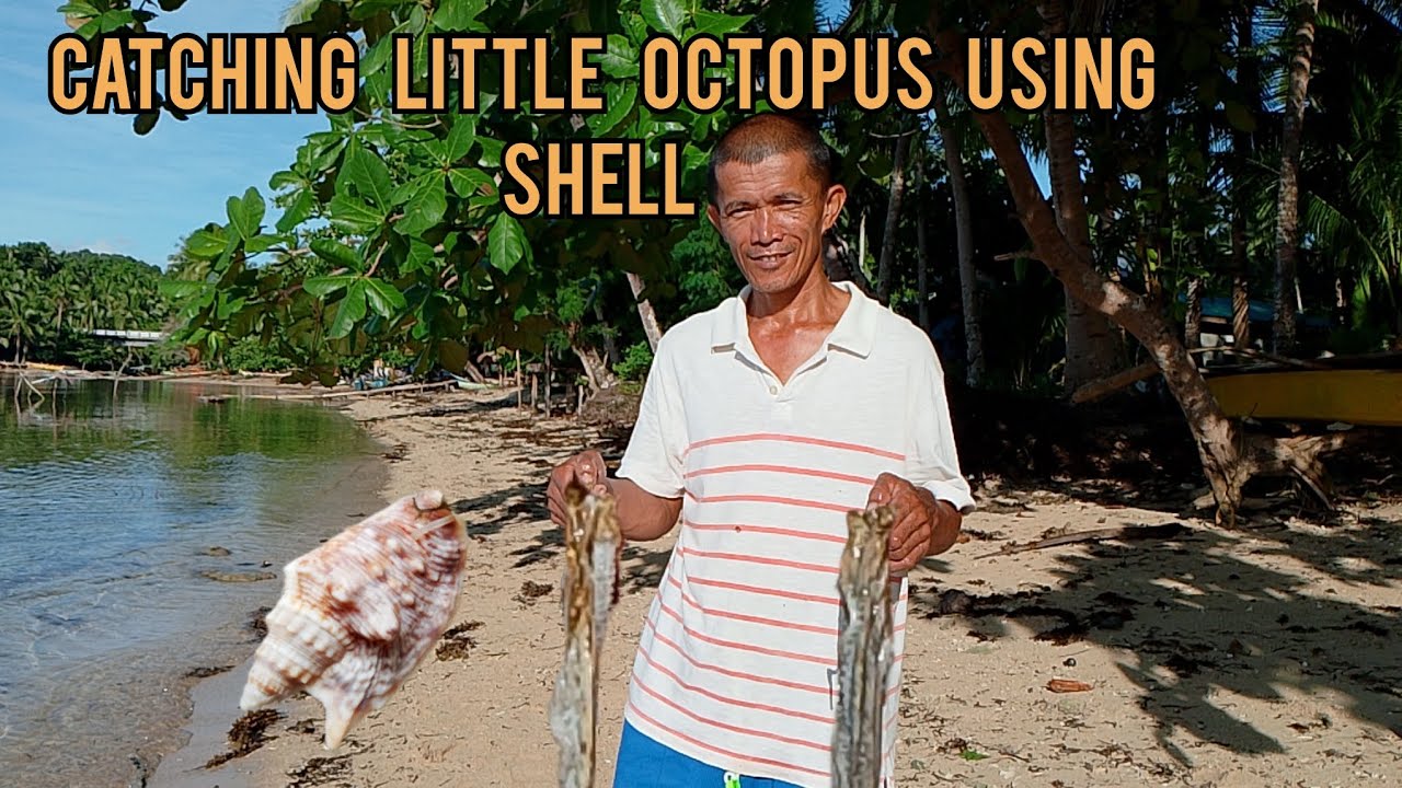 Catching Little Octopus Using Shell | Outdoor Cooking | Province Life ♥ ...