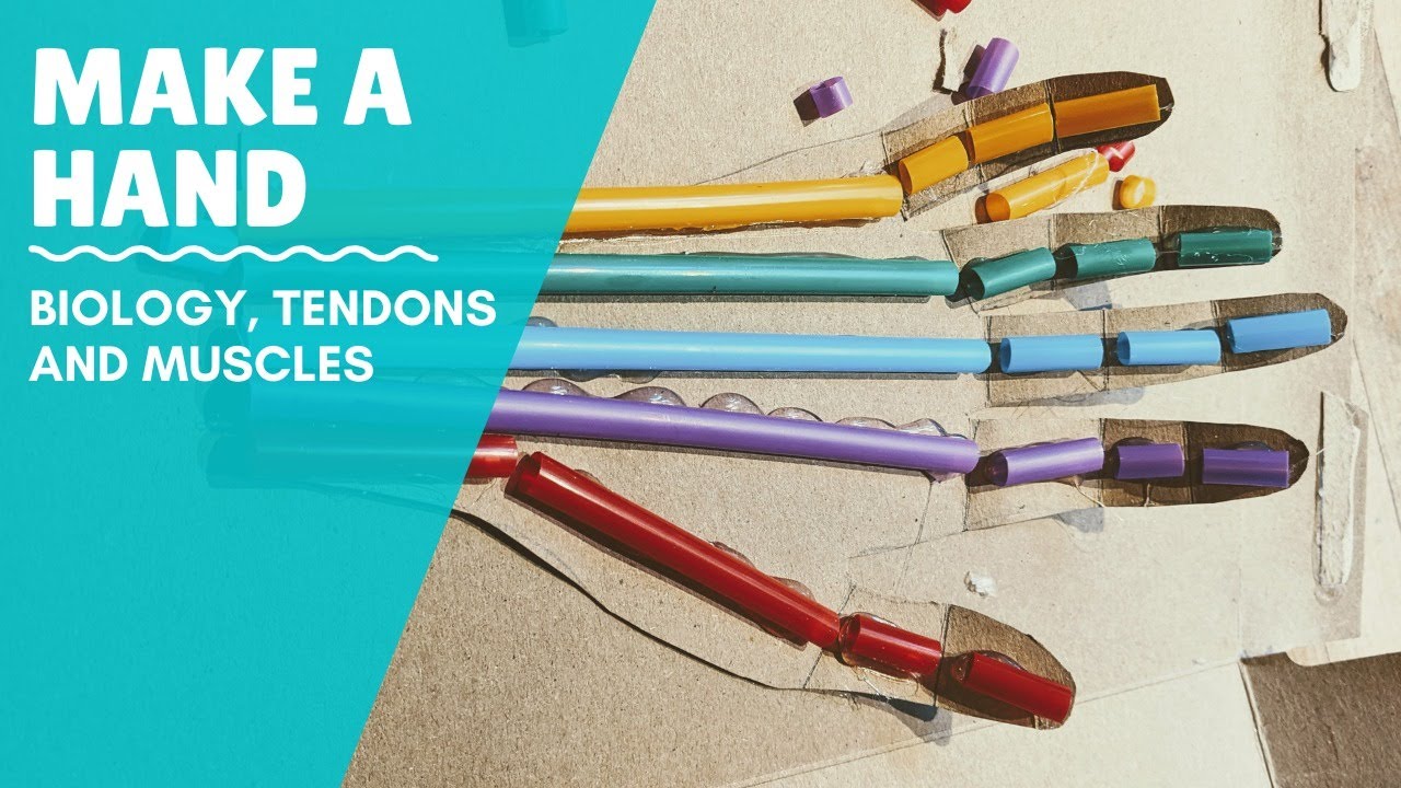 Create a hand with straws and understand tendons and muscles - YouTube