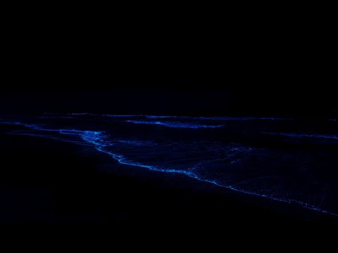 ✨ Bioluminescent Ocean Waves at Night 🌊 | Deep Sleep Sea Sounds for Relaxation & Stress Relief