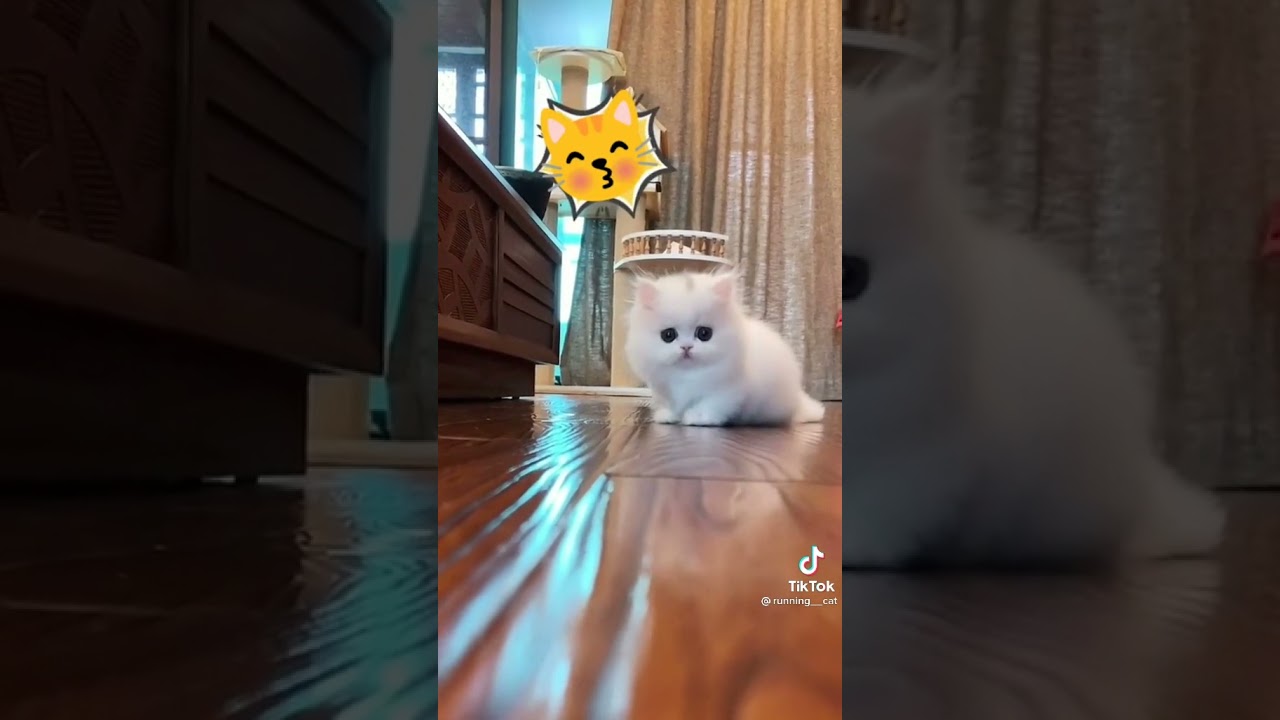 قمة الكياته 😍🥺 Youtube