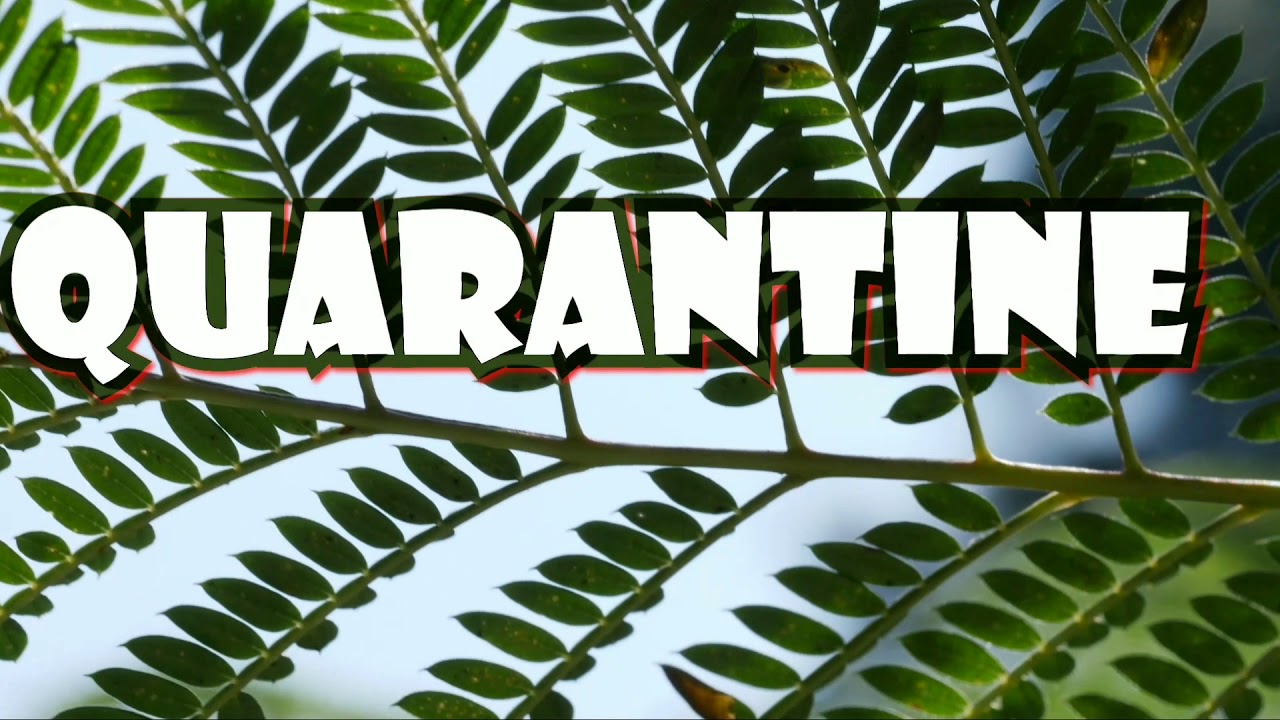 Poem On Quarantine by Aditi Sardesai - YouTube