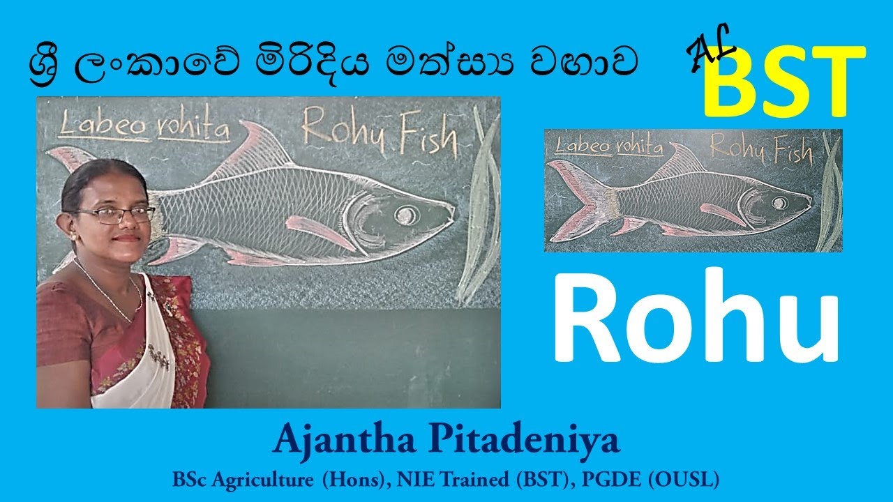 Rohu | Labeo rohita | Frsh water fish | Inland Fisheries - YouTube