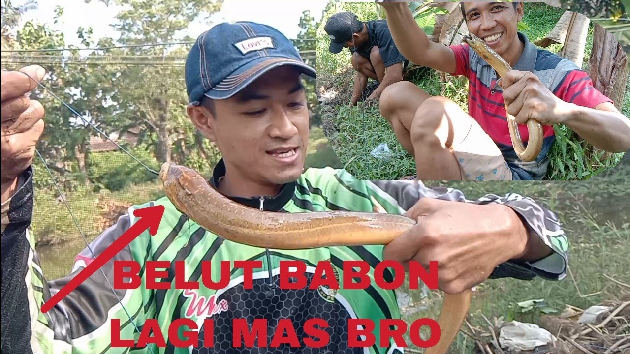 BELUT BABON SUPER KUNING KEMBALI TERANGKAT // LUBANG DALAM AIR SEPERTI ...