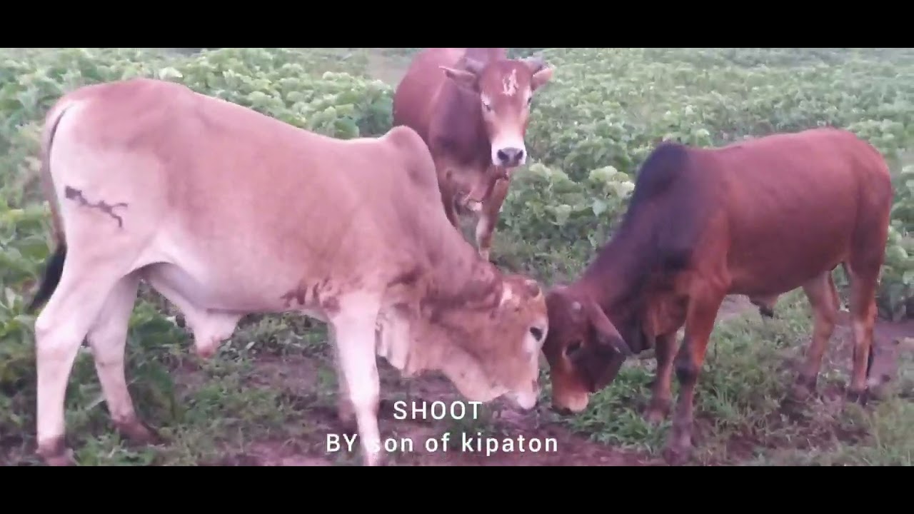 this happening again in @maaland - YouTube