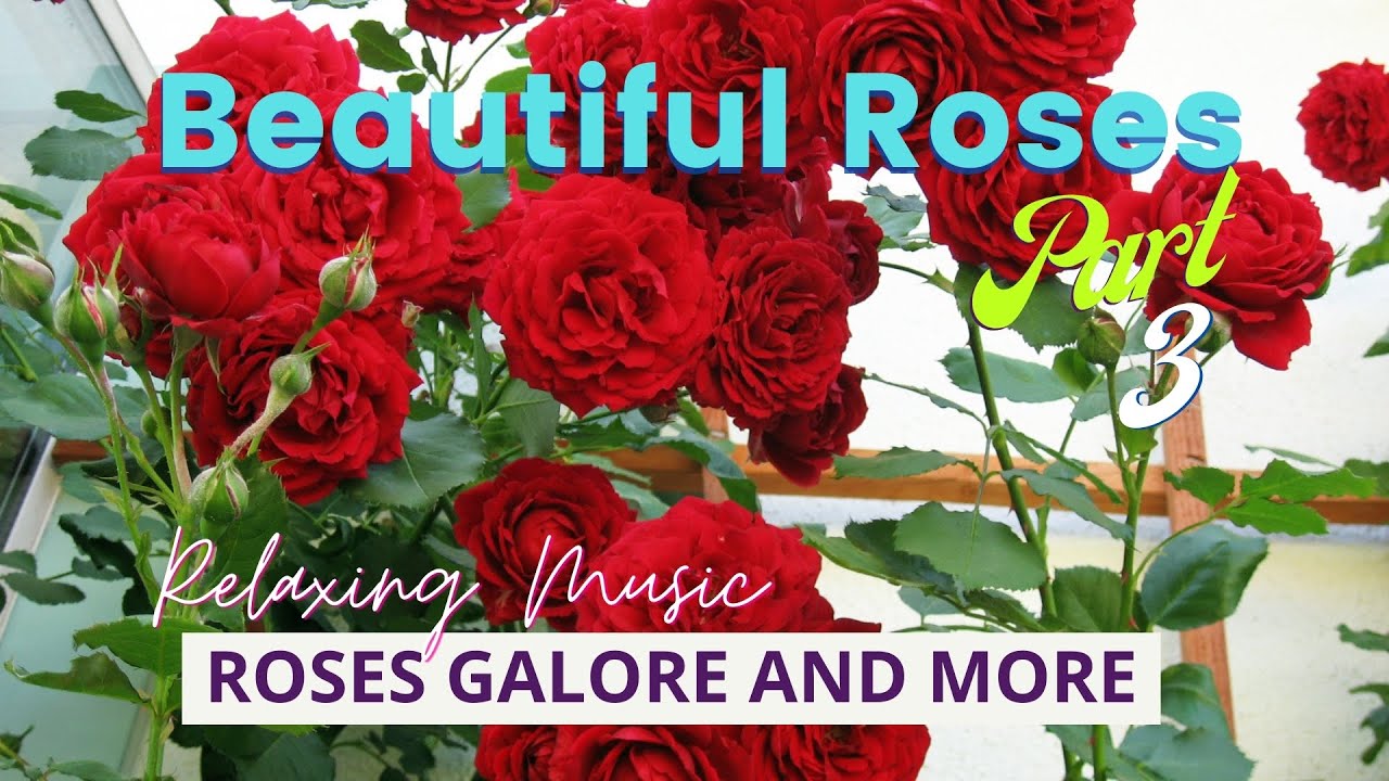 Beautiful Blooming Roses - Part 3 - YouTube