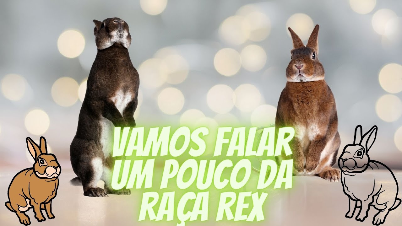 Vamos Falar Um Pouco da Raça Rex - YouTube