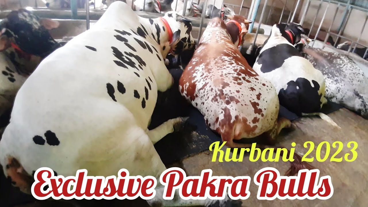 Exclusive Pakra Bulls || kurbani Collection 2023 || Biggest Bulls ...