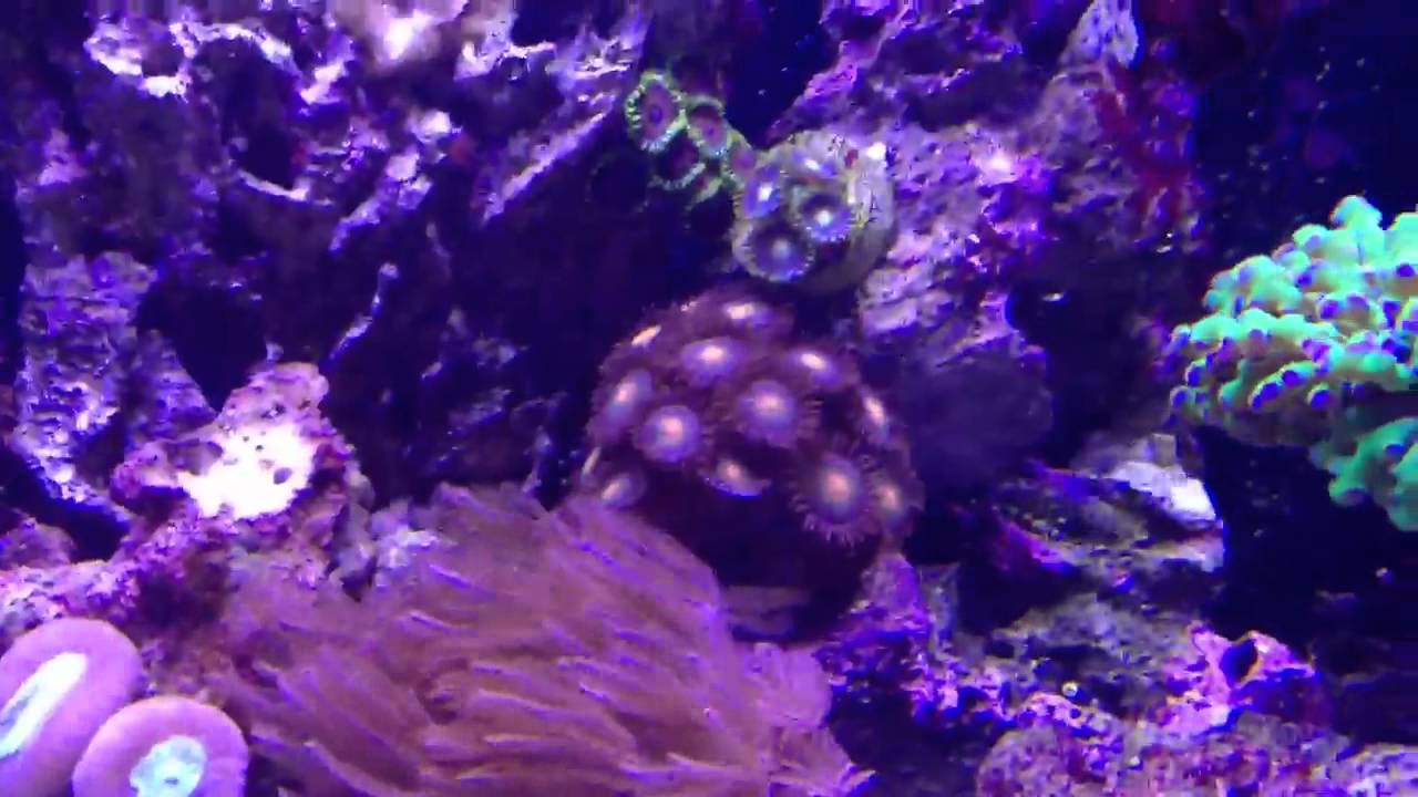 Biocube 14 with sump and overflow - YouTube