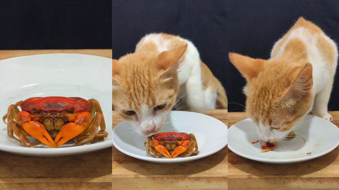 Hungry Cat Eating Crab | Soft Shell Crabs #cat #crab #Hungrycat - YouTube