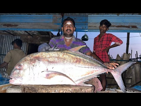 BIG PAARAI FISH 🤩 FANTASTIC CUTTING BY KASIMEDU KANNAN ⚔️🔥 - YouTube
