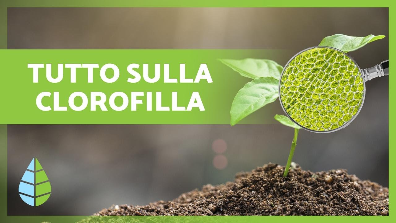 Che cos'è la CLOROFILLA🌿 Funzione, tipi e altro 👇 - YouTube