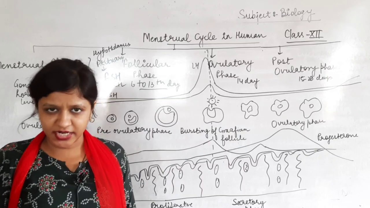 RBSE Class XII Biology Menstrual Cycle in Human - YouTube