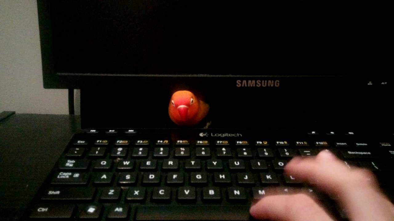bird keyboard - YouTube