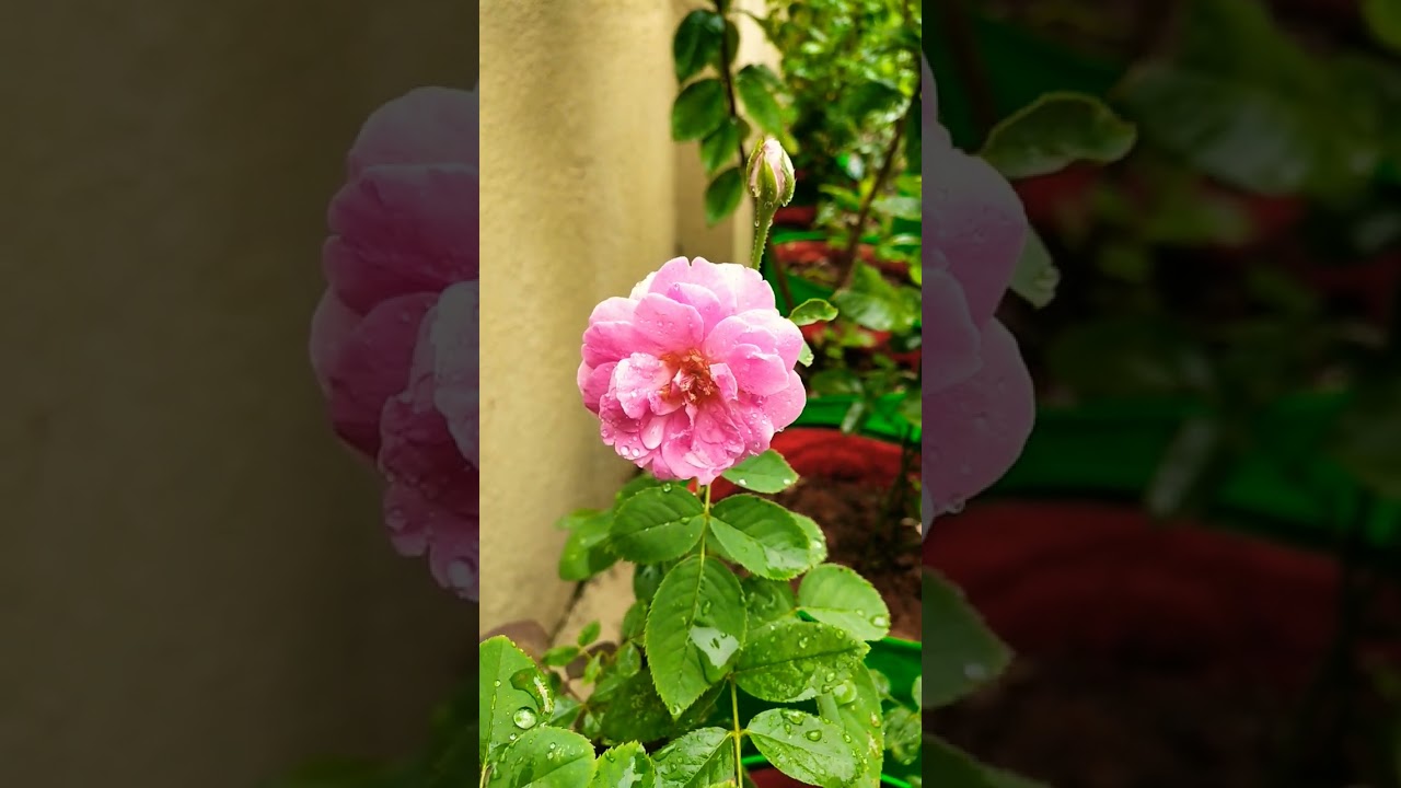 beautiful paneer rose in my terrace garden - YouTube