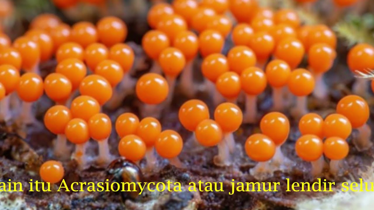 KINGDOM PROTISTA BAGIAN 3 PROTISTA MIRIP JAMUR - YouTube