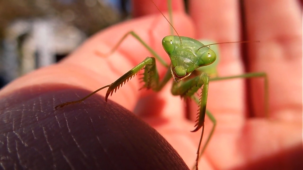 Springbok mantis grooming - YouTube