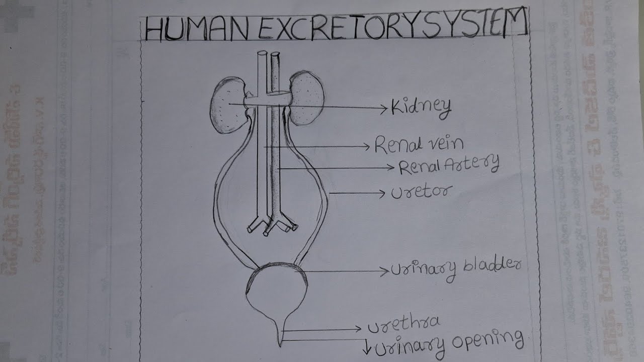 :"Hand-drawn Human Excretory System diagram! A simple sketch showing ...