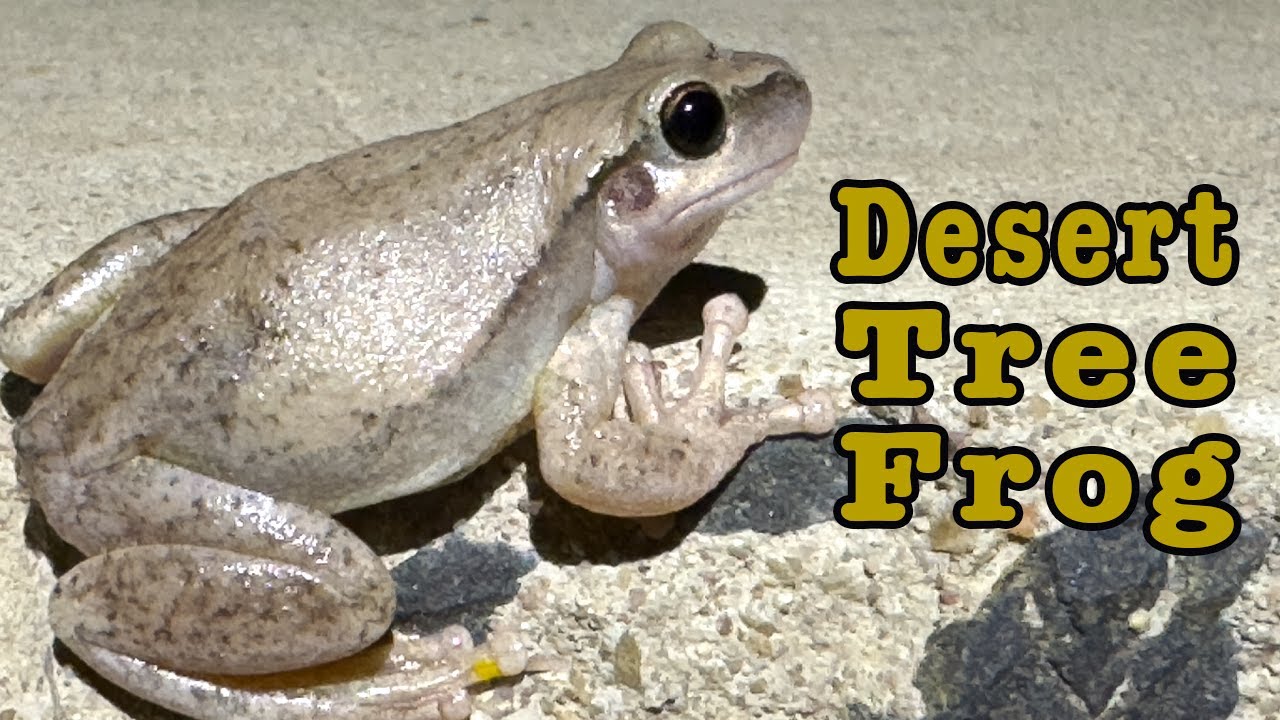 Desert Tree Frog At The Darling River Campground, Toorale National Park ...