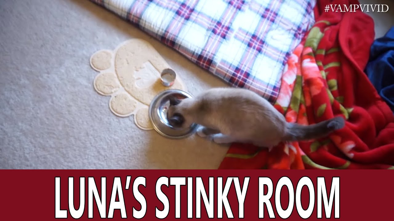 10272015: LUNA'S STINKING ROOM | Vlog #676 - YouTube