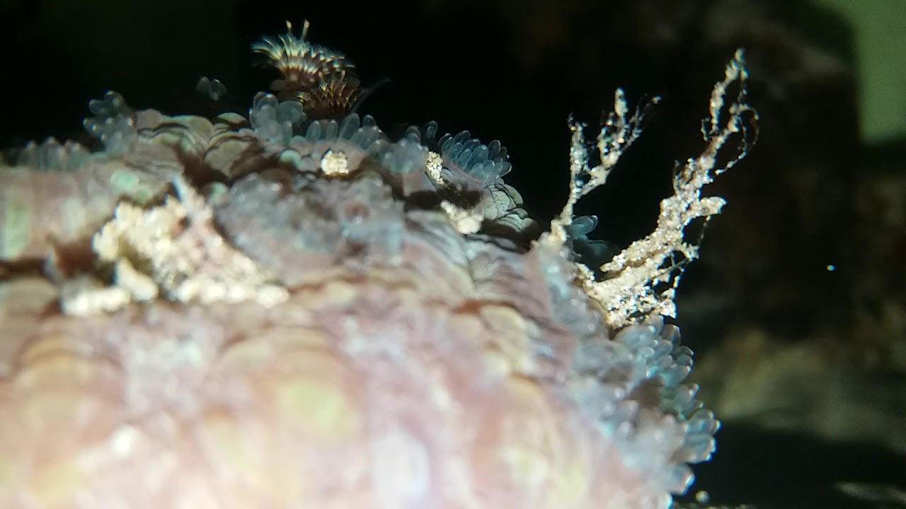 Coral at night 😁😅 - YouTube