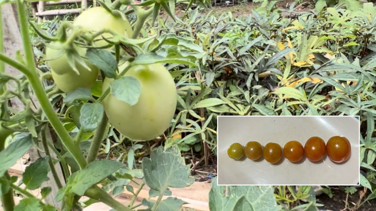 HARVEST VEGGIES (Tomatoes & Gourd) l Backyard Gardening l FoodPH Atbp ...