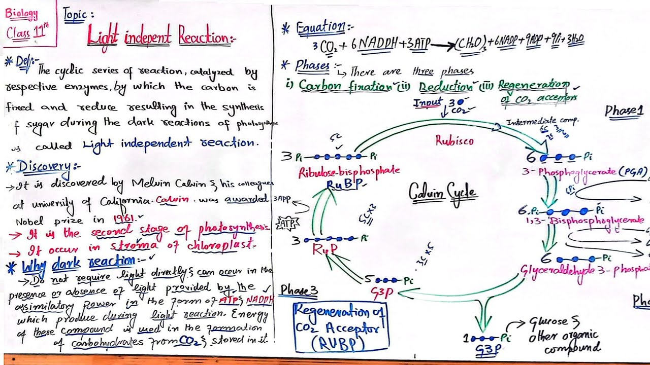 Dark reaction of photosynthesis | Calvin Cycle | Light independent ...