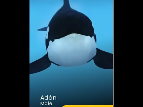 Loro Parque Orca profile Adán - YouTube