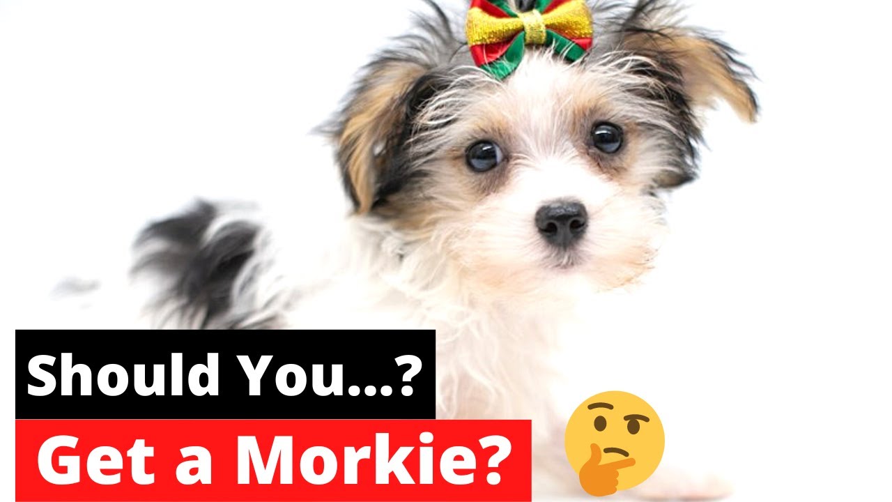 Teacup Yorkie Maltese Mix
