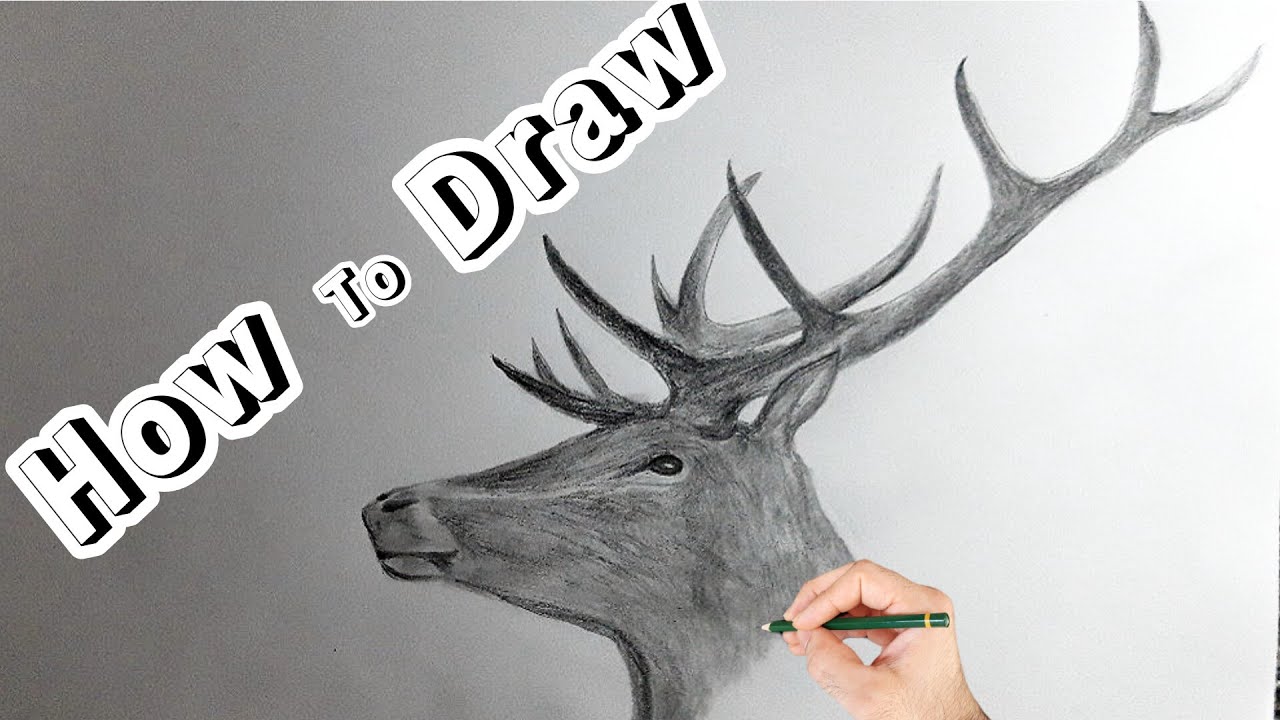 How to Draw a Deer head Easy Step by Step - YouTube