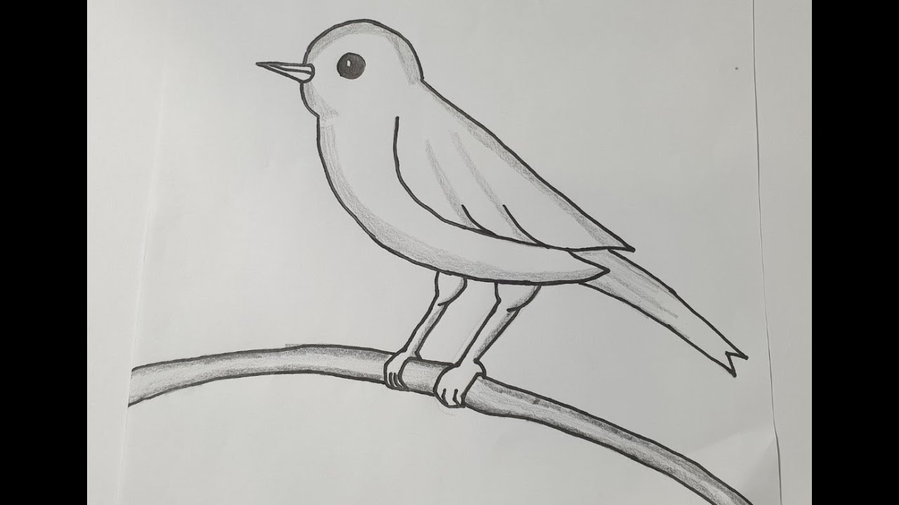 CÁCH VẼ CON CHIM ( HOW TO DRAW A BIRD ) - YouTube