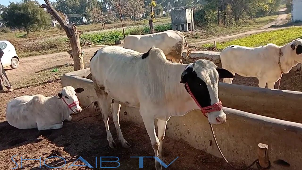 Dhanni Cows in Fatha jung || Dera Sardar Touqer of Darsaki || dera in ...