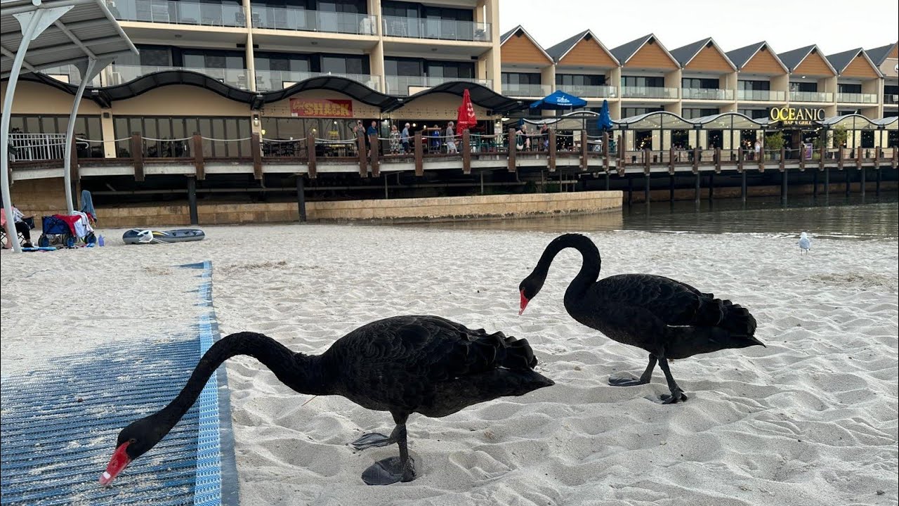 Famous Black Swans of Perth Australia #swan #blackswan #animals #yt # ...