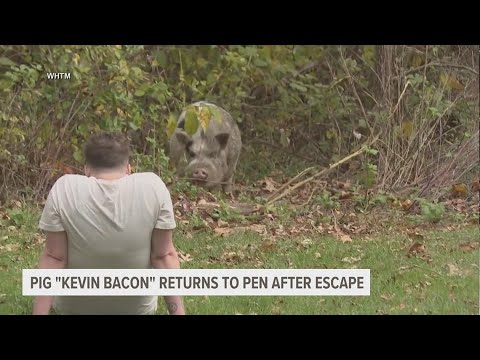 'Kevin Bacon' pig returns to pen after two weeks on the lam - YouTube