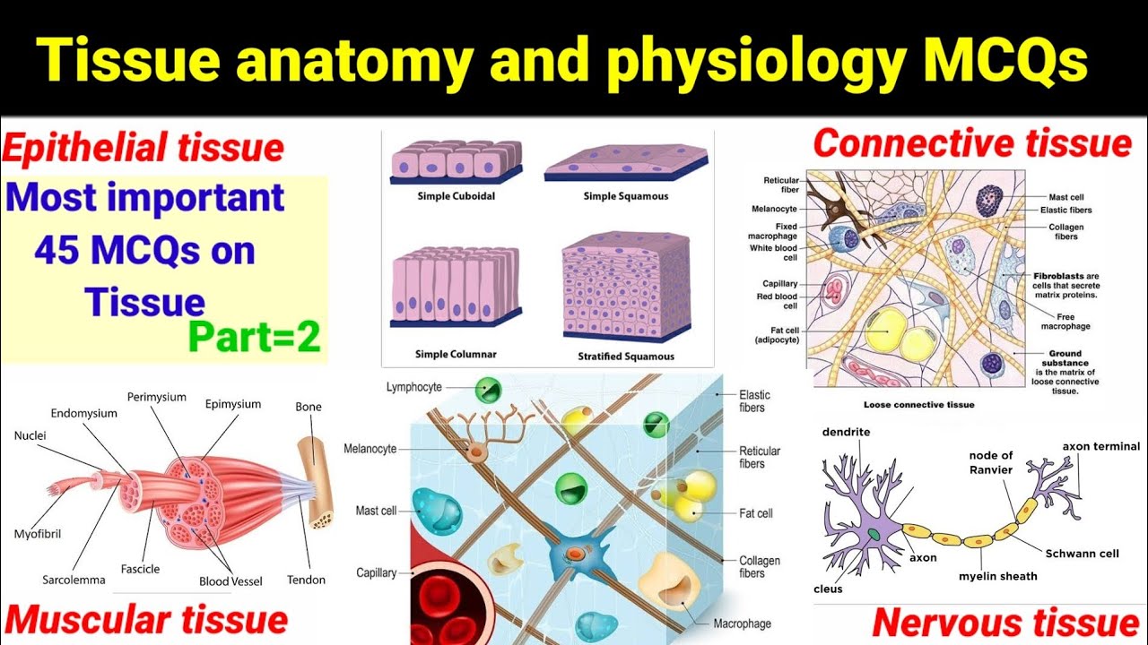 Tissue MCQs/Part=2. #tissuemcqs #epithelialtissuemcqs # ...