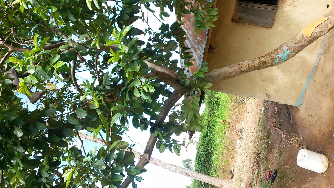 Guava harvest in Butere - YouTube