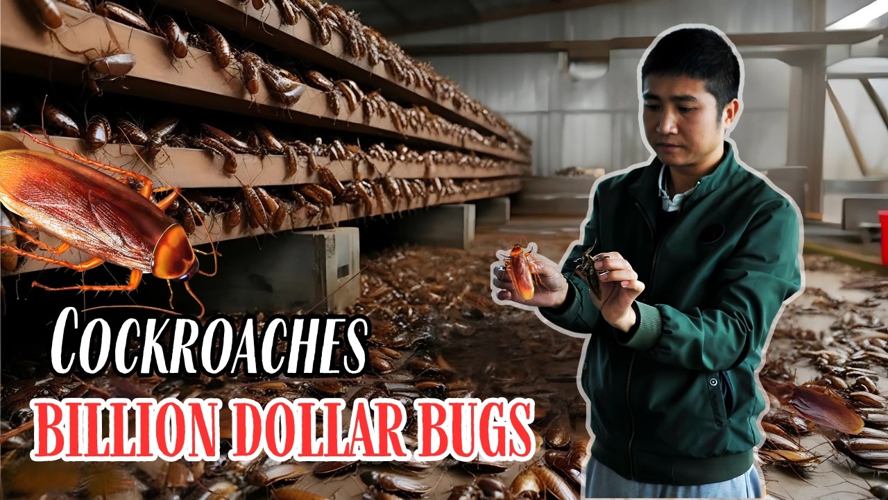 Cockroach Farming Makes Chinese Farmers RICH! - YouTube