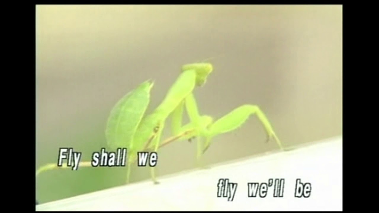 07. My Little Airplane [OFFICIALS] - YouTube