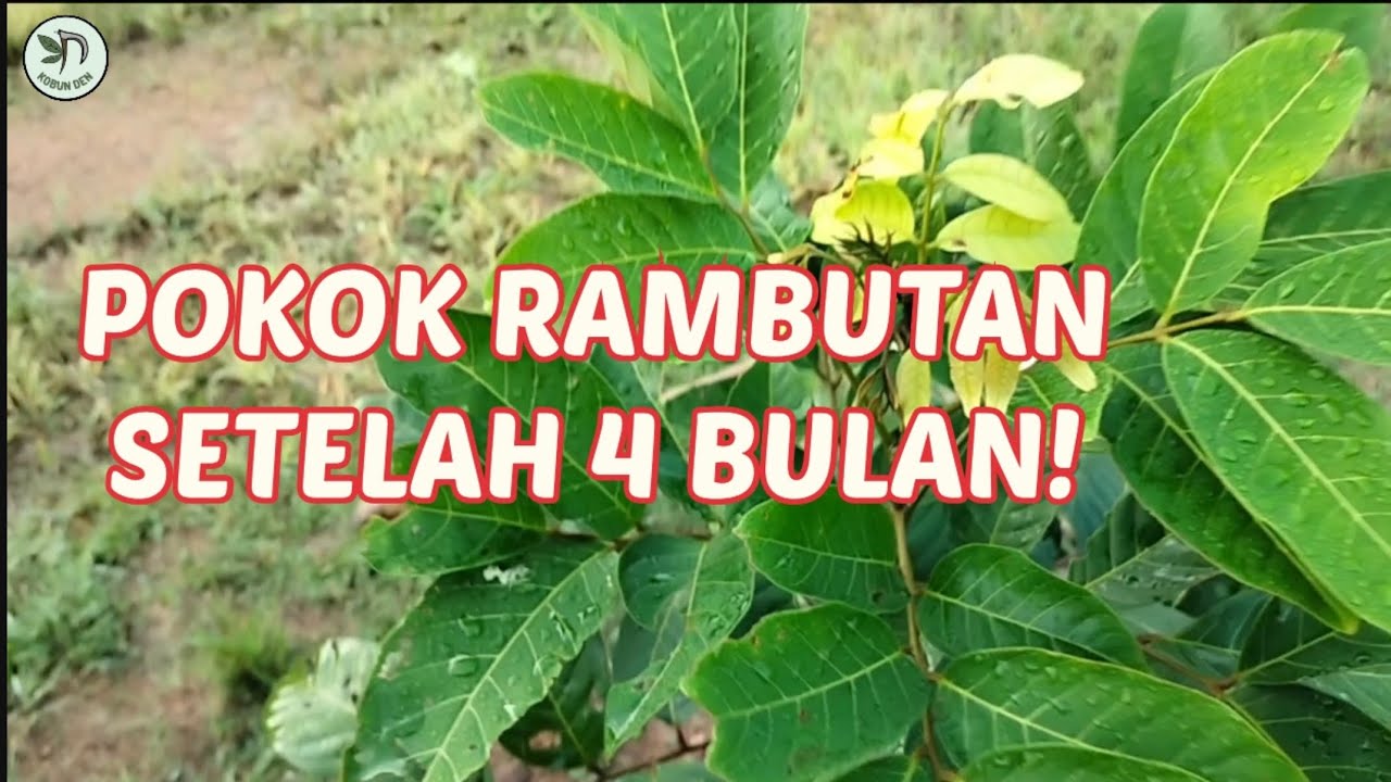 POKOK RAMBUTAN SETELAH 4 BULAN… - YouTube