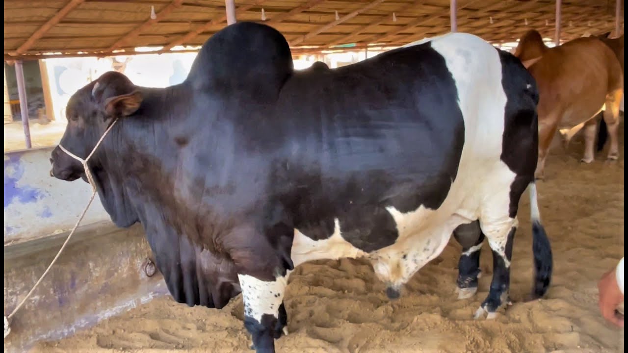 ZARRAR CATTLE FARM COLLECTION 2023 | Mandi Ke Shoqeen - YouTube