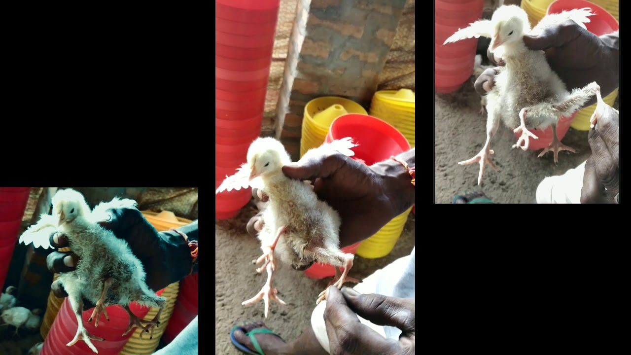 Chicks four legs 🐥 - YouTube