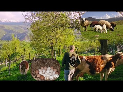 Medeniyetten uzak bir köyde mutlu yaşam. İlkbahar köy belgeseli. Köy yaşamı#villagelife#köyhayatı