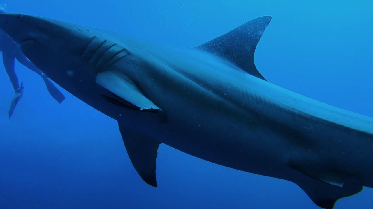 Sharkdiving Protea Banks Südafrika mit African Dive Adventures - YouTube