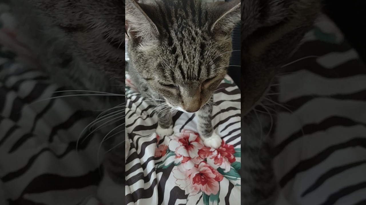 Melo the cat - YouTube