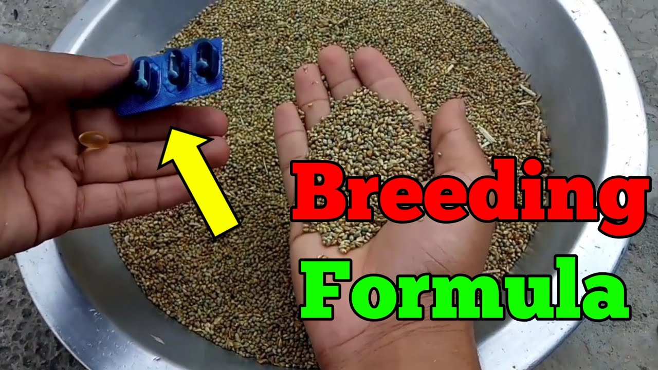 birds breeding formula | budgies breeding formula | birds breeding ...
