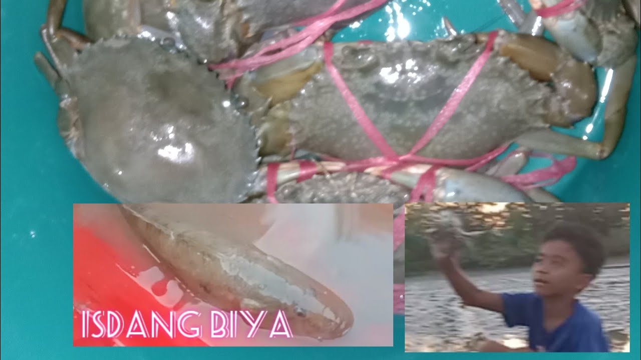 Basta may isdang biya.may biyaya.ng ilog.#buhayilog#panlalambat#crabs# ...