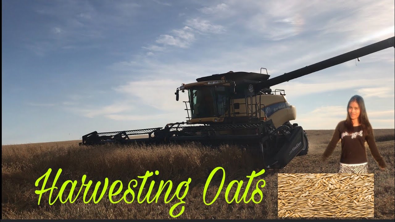 Harvesting Oats 2019 - YouTube